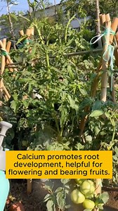 15K views · 144 reactions | Use eggs to care for vegetables properly #backyardgardening #gardeninglife #vegetablegardening #vegetablegarden #gardeningtips #gardeninglove #organicgardening #gardensofinstagram #gardenideas #urbangardening #gardeningistherapy #gardeninggoals #homegardening #gardeninspiration #lovegardening #gardeningisfun #countrygarden #veggiegarden #happygardening | Garden Tips | Facebook