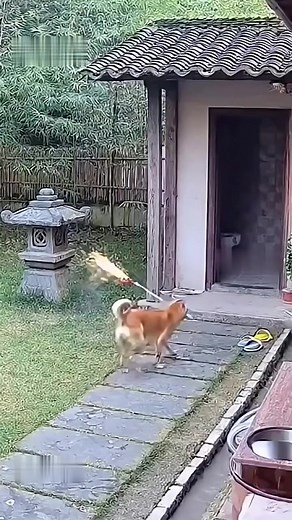 Security Cam Captures Dog’s Hilarious Bathroom Explosion 😂 #FunnyPets #Shorts | Finn Thomas