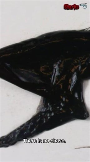 Gulper Eel Its mouth is big, capable of swallowing large prey in one gulp. #shortsvideo #gulpereel