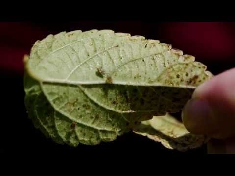 Get It Growing: How to get rid of lace bugs