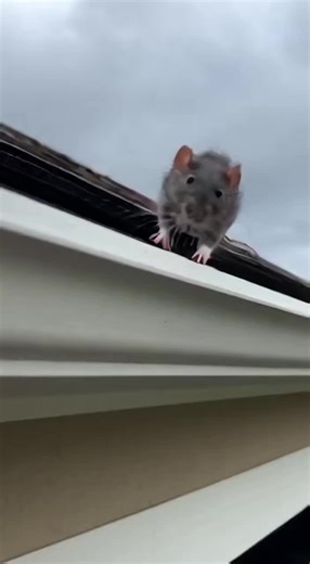 Got Pest? No roof rats yet? Cool… they just GPS your address. #RoofRatSeason #RatProblems #PestControlLife #HomeOwners #WLPestControl