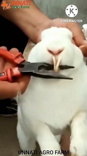 Rabbit Teeth Cutting ll Teeth cutting method ll How to cut Rabbit teeth