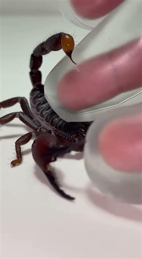 You Can See the Venom Spread 😳🦂#funnyanimals #funny #omg #youtubeshorts #viral #short