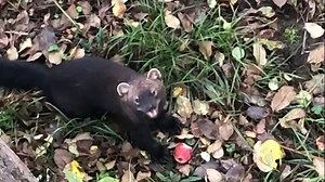 15K views · 446 reactions | Fishers don't usually eat fish... but...