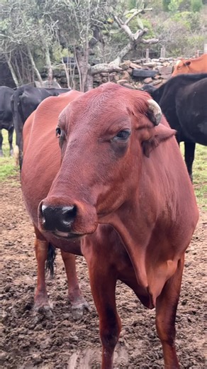 ¡Descubre el increíble bostezo de la vaca!