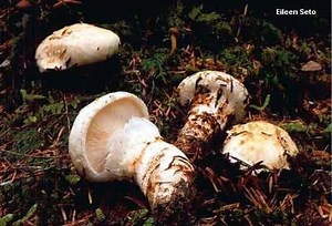 Matsutake - Alchetron, The Free Social Encyclopedia