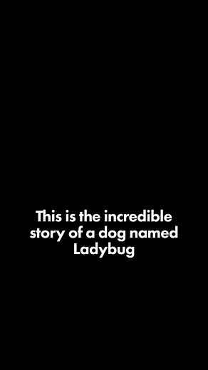 Watch to the end to see Ladybug’s full transformation Ladybug, a five-year-old boxer, has faced a life full of hardships. She was found wandering as a stray, pregnant, dehydrated, underweight and struggling to walk with a massive lump on her foot. Our dedicated staff have been working with Ladybug for months to provide her with the expert care she needs to live a happy and healthy life. We can’t do the work we do without the help of our caring community of supporters. Make a donation to help tho
