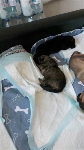 Una croqueta y un escapista