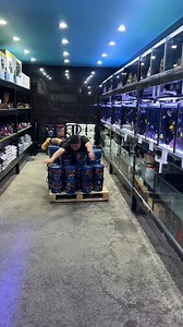The guys have been really busy (although I did question their productivity when I saw this clip 🤔) with so many deliveries arriving this week. Red Sea, Hanna, fish tanks, frozen foods, ornaments, substrate, goldfish, tropical fish and cichlids! We have marine fish arriving tomorrow ready for Saturday 👏🏻 | Fish World Aquarium