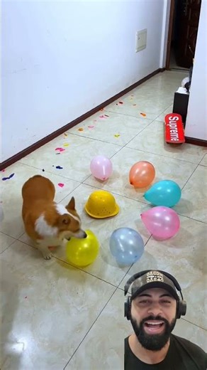 The puppy didn't fall for his owner's trick. #shorts #dog #pet