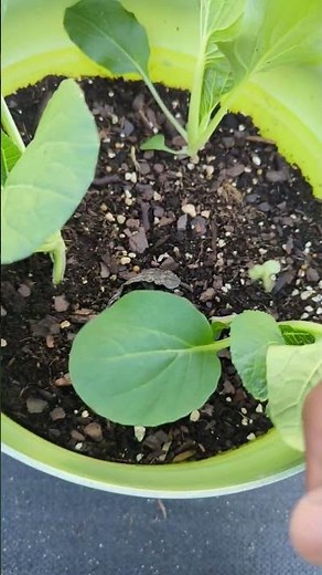 Growing Bok Choy in containers ! #bokchoy #pakchoi