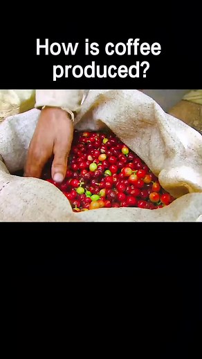 How is Coffee Produced? From Beans to Cup