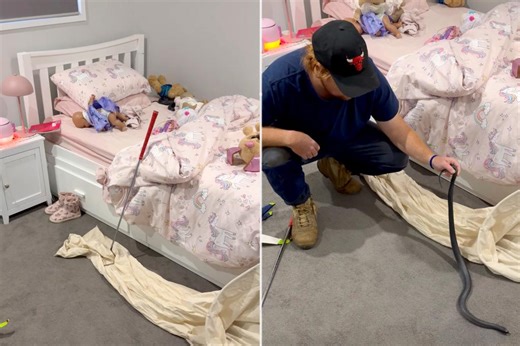 Venomous snake found in child’s bed, attempting to blend in with stuffed animals: video