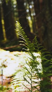 a bush of a fern twig in the rays of the sun, a forest, a pine tree, a blue sky, the beauty of nature