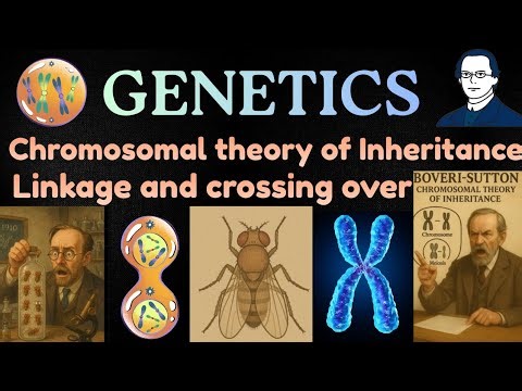GENETICS || Chromosomal theory || Linkage and Crossing over || Part - 5
