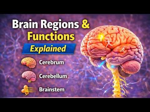 Brain Regions & Functions Explained | Cerebrum, Cerebellum & Brainstem (3D Animation)