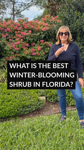 Florida Hydrangea: The Best Winter-Blooming Shrub