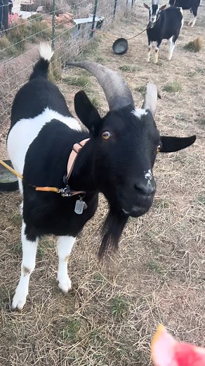 More citrus for the goats! Tonight is some ruby red grapefruit as dessert after they all finished their tether time bowls. While they all enjoyed the snack today, the “Most Enthusiastic” award goes to Bart (of course!) #raisingpackgoats #goatsofinstagram #packgoats #packgoat #packgoatsofinstagram #goat #goats #futurepackgoat #babygoat #babygoats #goatseating #goatseatingcitrus #goatsnacks | Southern Utah Pack Goats and Dairy