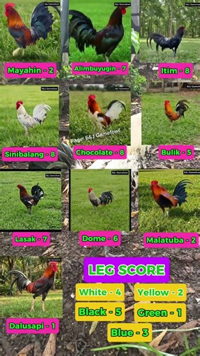 Color Coding March 6 Part 2 #chickentips #tipidpatuka #conditioningtips