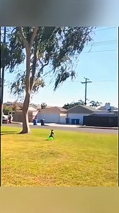 2.8M views · 28K reactions | Funny animals#pet #cat #dog #cute #animals #foryou #typ (1) | Anna Scott Music | Facebook