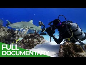 Shark Territory - A Journey into the Deep | Free Documentary Nature