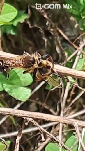 꿀벌을 사냥한 파리매 Robber fly hunting a honeybee #파리매 #꿀벌 #사냥 #robber fly #honeybee #hunting