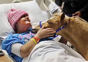 Watch how Gentle Carousel Miniature Therapy Horses are impacting the lives of children & adults in need! | Only Good TV - Hooplaha
