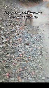 Now if it were a moose…. #lifehacks#animals#nature#moreyouknow | Casual Geographic