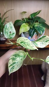 DIY propagating photos plant #diy #propagate #photos #watermedia | Anaa Koorneia