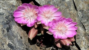 Bitterroot National Forest