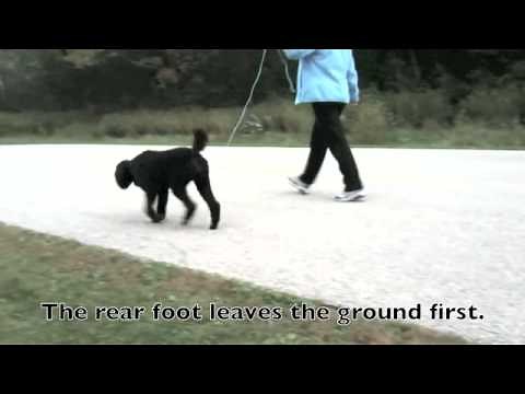 Walk, amble, trot in the dog.