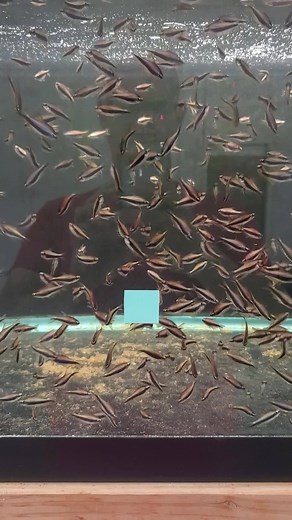 Emperor Tetra size comparison. Check 'em out here: https://dansfish.com/product.detail/4477/Characidae-Tetras-Emperor-Tetra-(Nematobrycon-palmeri) | Dans Fish