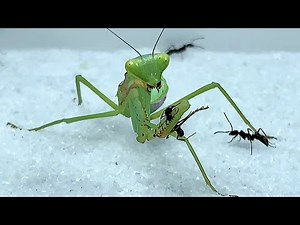 When Mantis meets a group of ants, ants fight mantis,Mantis vs fierce ants 螳螂大战蚂蚁