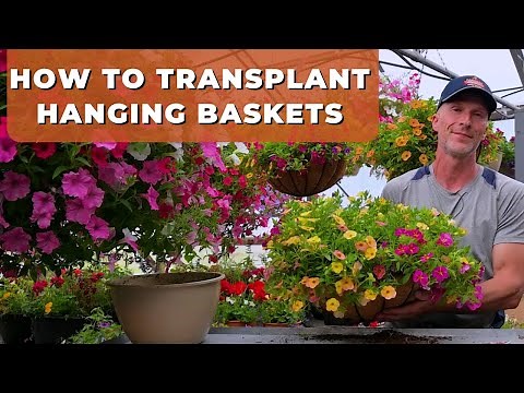 How To TRANSPLANT Hanging Baskets - Transplanting Into a Coco Liner Basket