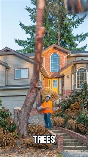 🌳 Clear the Way with A-1 Expert Tree Service