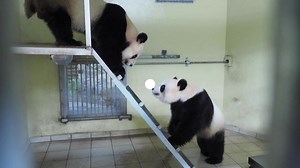 20K views · 239 reactions | Un accouplement de pandas rarissime au zoo de Beauval  Huan Huan, la femelle panda prêtée par la Chine au Zoo de Beauval, a été "mise en contact" à 8 reprises avec son comparse masculin Yuan Zi, et ils se sont accouplés. Un moment rare, car la femelle panda n’est féconde que 24 à 48h par an  | Ouest France | Facebook