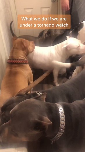 Preparing for Tornadoes with Dogs and Cats in Texas