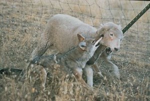 Domestic sheep predation - Alchetron, the free social encyclopedia