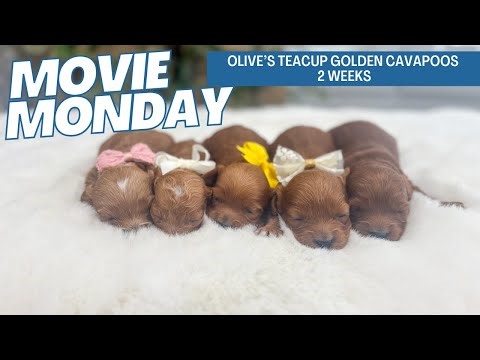 Olive's Golden Cavapoos 2 weeks old