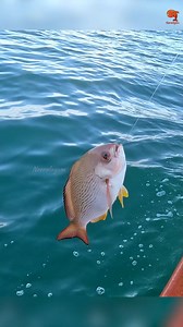 Catching Vermillion Snapper & Trevally Fish in the in the Sea #fishing #fishingvideos #fishingtime | Neerulagam