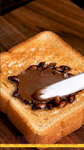 cockroach 🪳 ASMR #asmr #crunchynoises