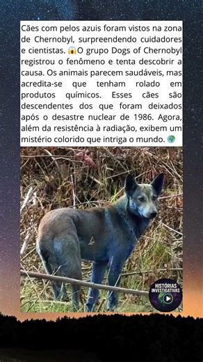 Cães radioativos😱