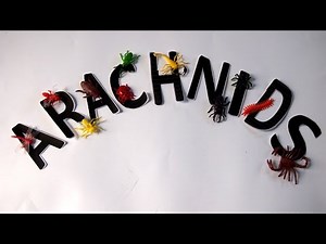 What is an arachnid?