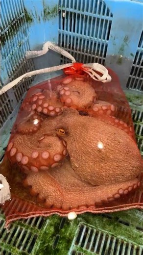 World's Largest Fish Market