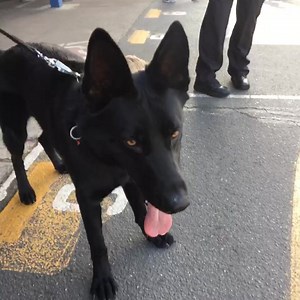 Our day was filled with honoring our 🇺🇸 at Patterson Elementary a K9 🐶 demonstration at Parkmont Elementary and some recess time with Azevada Elementary 6th grade classes Fremont USD while providing our 6th graders with Home Alone & Pedestrian Safety Tips! | Fremont Police Department