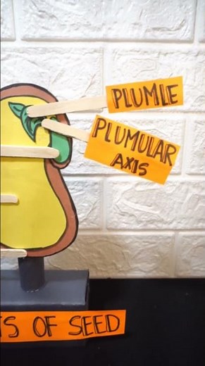 Parts of a seed model | Structure of a seed model | Exhibition model for school | TLM seed structure