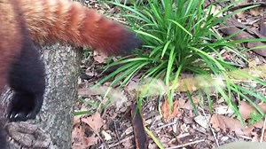 82K views · 2.6K reactions | red panda eating grapes very gingerly source: https://www.youtube.com/watch?v=3xULdO6xRUQ | animals eating fruit | Facebook