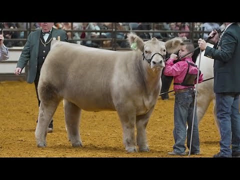 2025 Fort Worth Stock Show and Rodeo Steer highlights