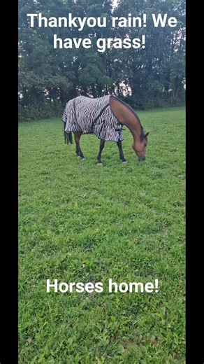 Horses home! We have grass! No Verbal Filter | No Verbal Filter