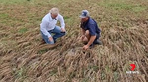 9.1K views · 18 reactions | AgForce has hit the road in the regions, touring the path of destruction left by ex-tropical cyclone Seth. It's working with farmers across Tansey, Goomeri and Booubyjan to track and report damage. 7NEWS at 6pm. More local news: 7news.com.au/news/wide-bay #7NEWS | 7NEWS Wide Bay | Facebook